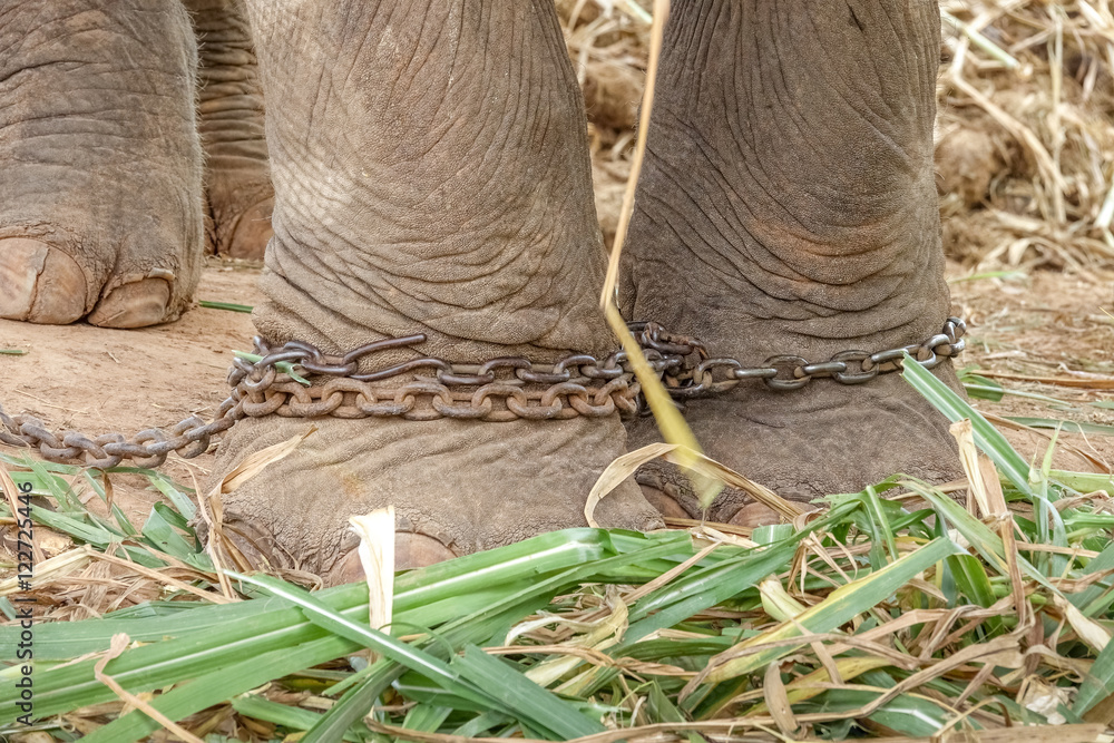 Elefant mit Fußfessel Stock Photo | Adobe Stock