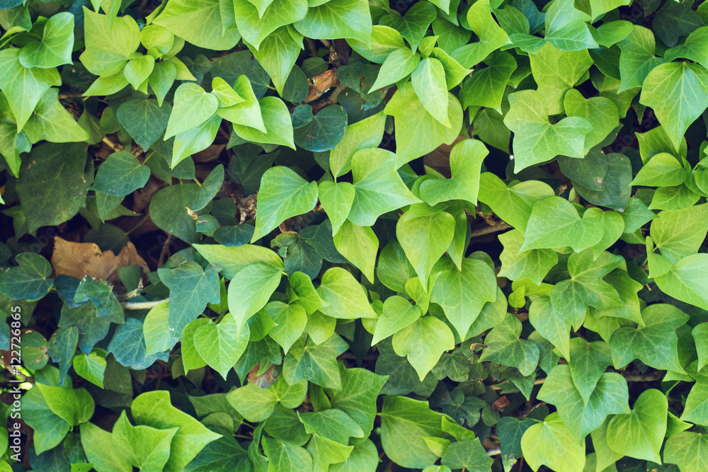 Textura fondo Hojas verdes enredadera Stock Photo | Adobe Stock