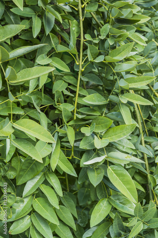 Sophora japonica tree. tree leaves. Acacia. Background of green leaves ...