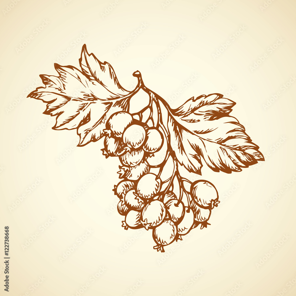Hawthorn. Vector drawing Stock Vector | Adobe Stock