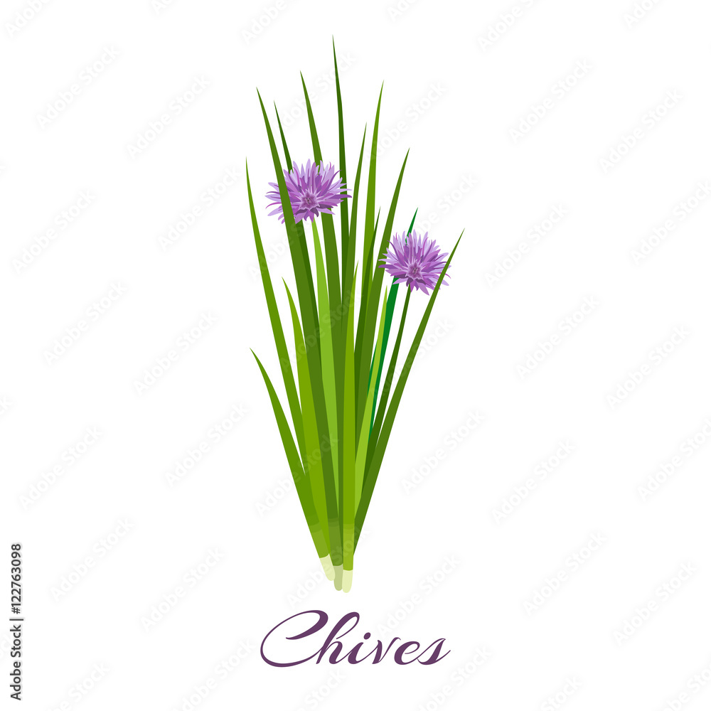 Chives Illustration