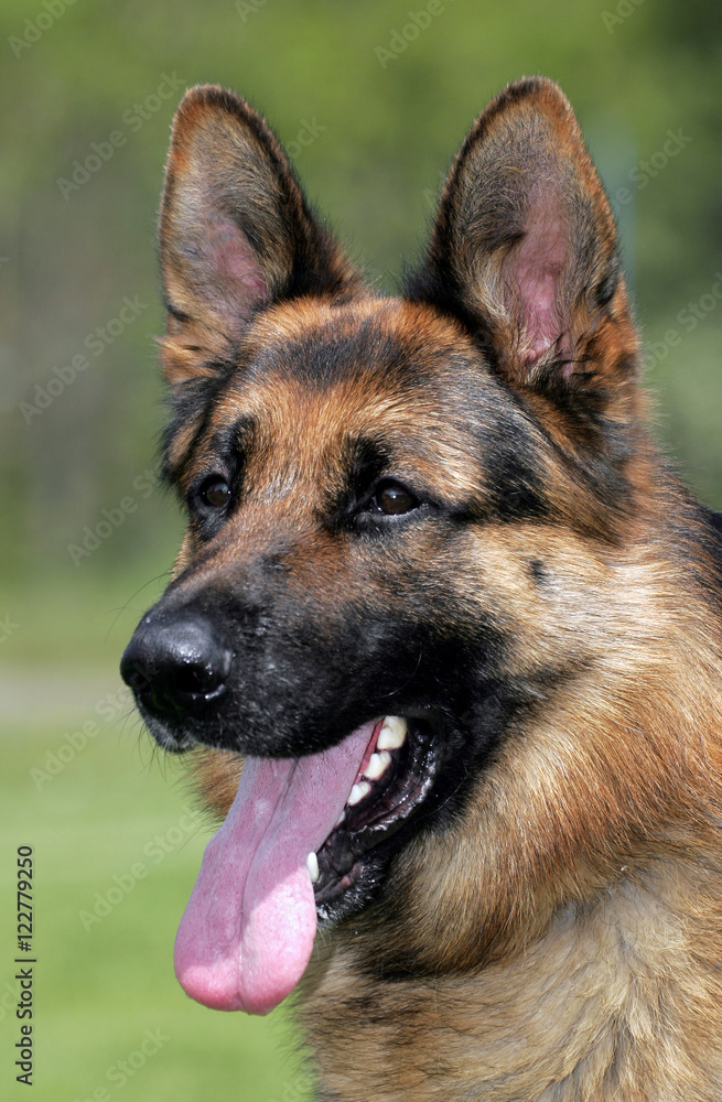 German Shepherd Dog head. Stock Photo | Adobe Stock