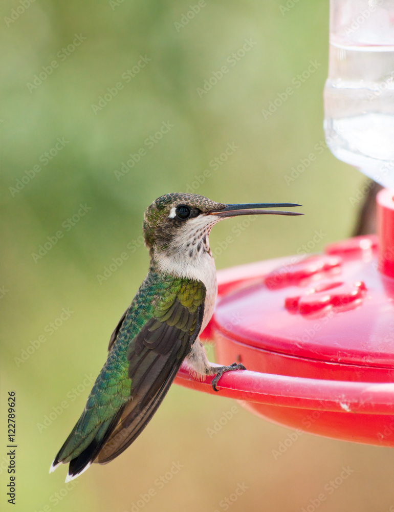 Hummingbird Beak
