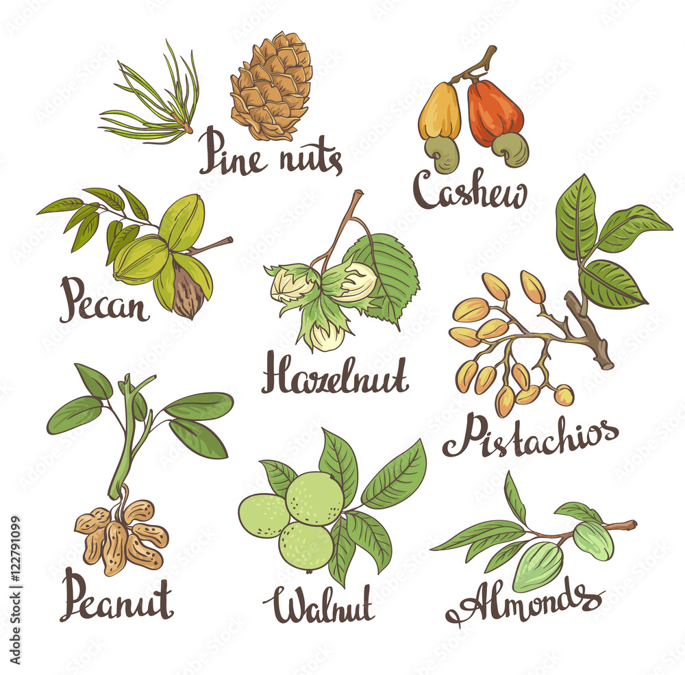 Vector set of hand sketched nuts on white background with leaves in ...