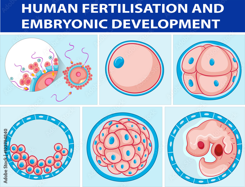 Human Zygote Diagram