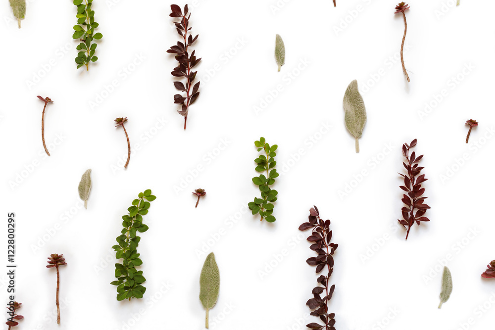 Pattern with Berberis thunbergii, Stachys byzantina leaves Stock Photo ...