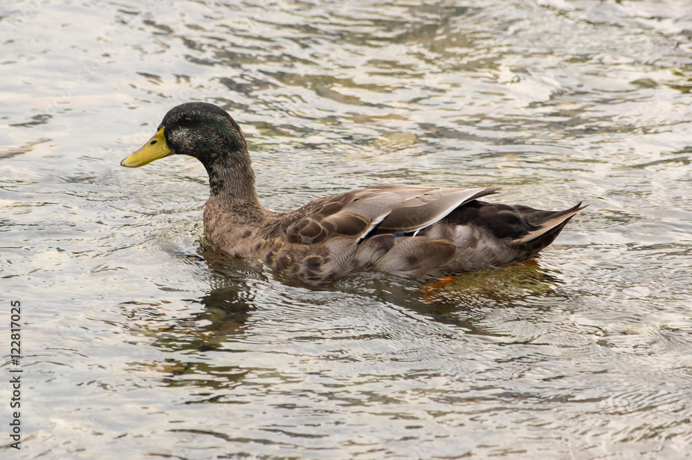 Mallard Juvenile