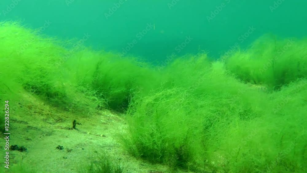 Underwater landscape: the green Cladophora algae bushes in the sunlight ...