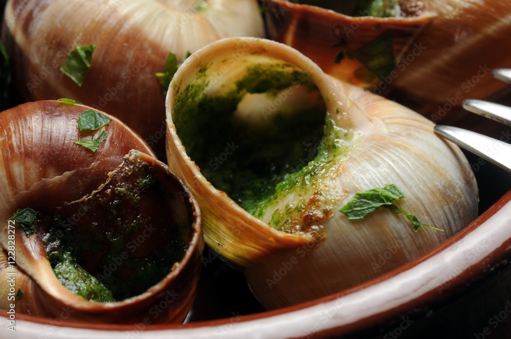 Escargot de Bourgogne Bourguignonne Helix pomatia Эскарго Eskarqo แอ็ส ...