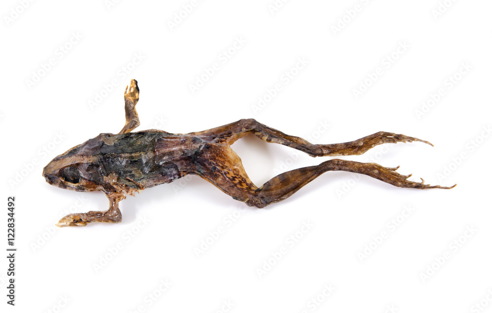 Dried toads isolated on white background.Dried small green frog Stock ...