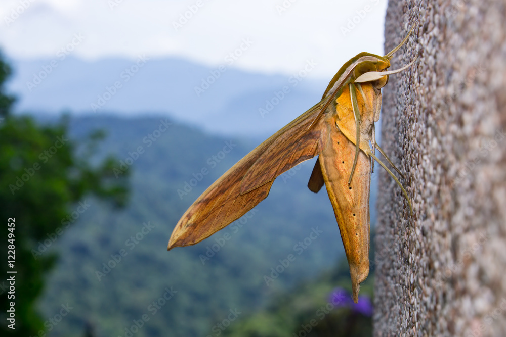 Yam Hawk Moth (Theretra nessus, Sphingidae) on a tree Photos | Adobe Stock