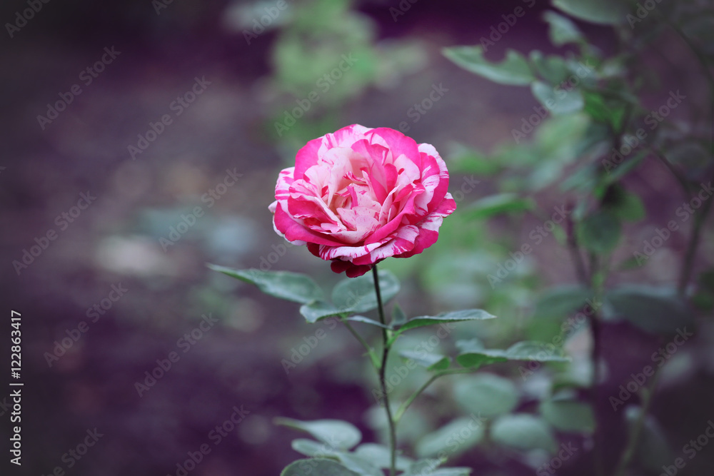 Close up view of beautiful rose on blurred background Stock Photo ...