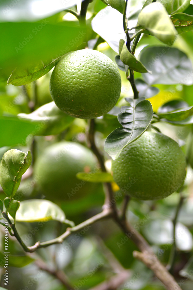 Trees bear a type of Japanese citrus fruit in Fukuoka city, JAPAN. It ...