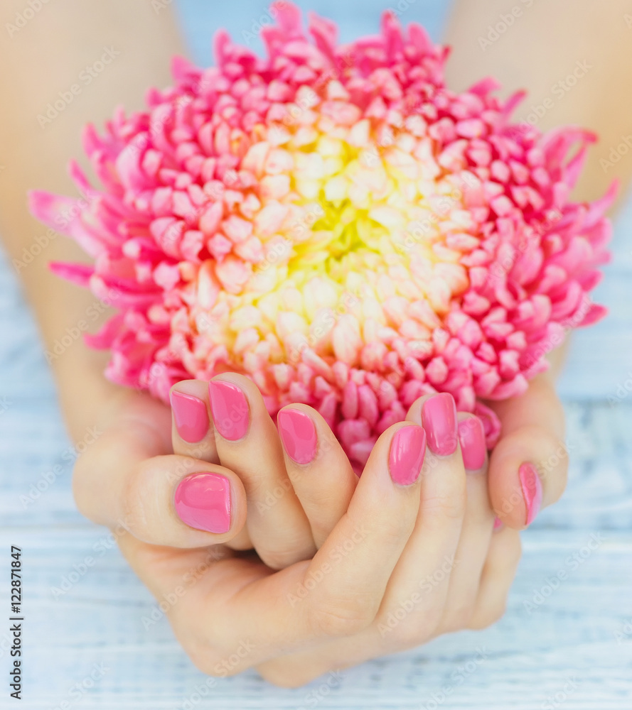 Cupped hands with pink manicured fingernails holding delicate daisy ...
