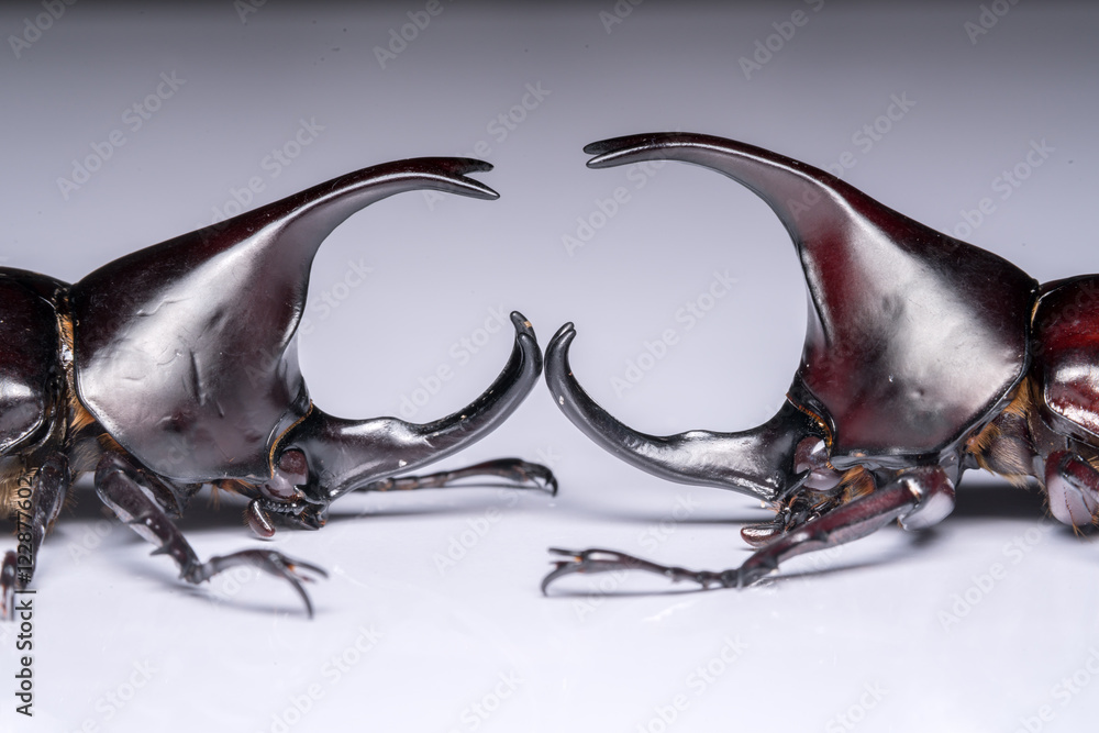 Close up face of twins Male Rhinoceros beetle, Hercules beetle, Unicorn ...
