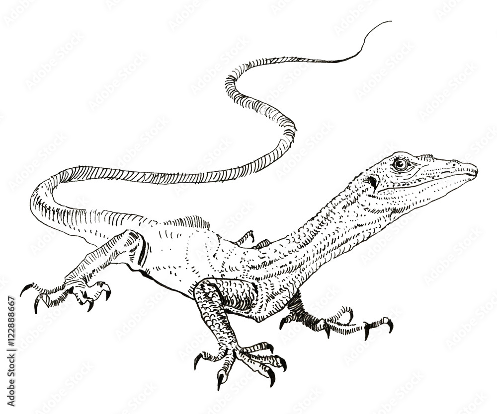 Lizard, hand painted drawing of outline isolated on white background ...