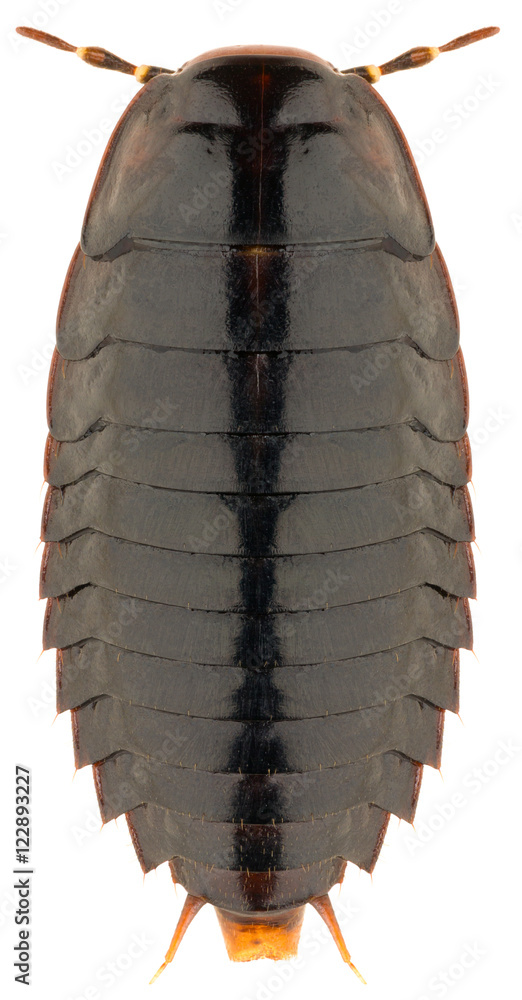 Larva of Silphidae beetle that are known as large carrion beetle ...