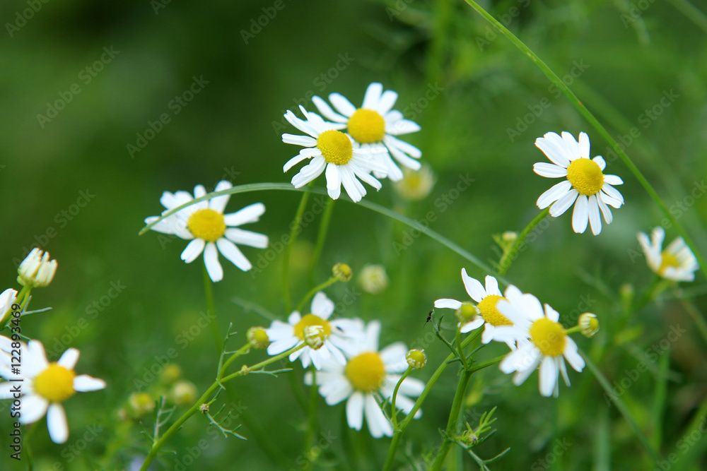 Echte Kamille Stock-Foto | Adobe Stock