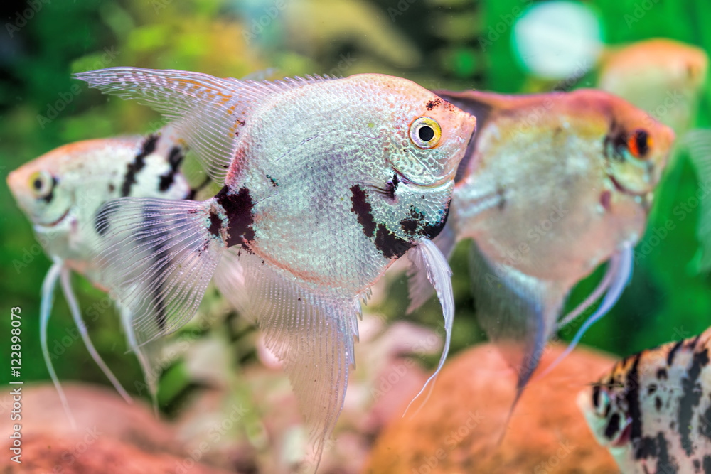 Angelfish (Pterophyllum scalare) in natural habitat Stock Photo | Adobe ...