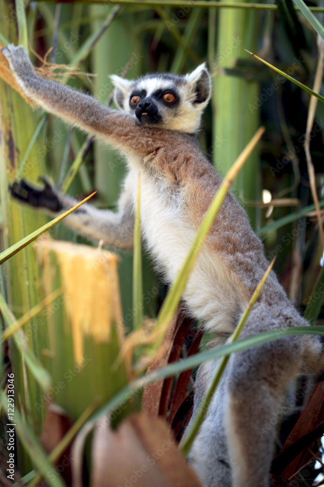 funny small lemur - bush baby galago Stock Photo | Adobe Stock