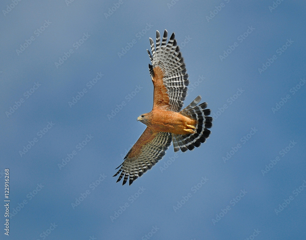 Red-shouldered Hawk flying overhead with wings spread Stock Photo ...