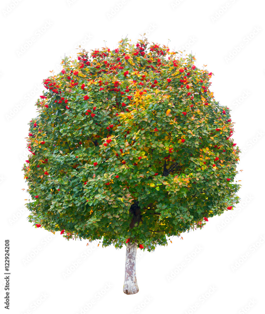 deciduous tree isolated on white background. Stock Photo | Adobe Stock