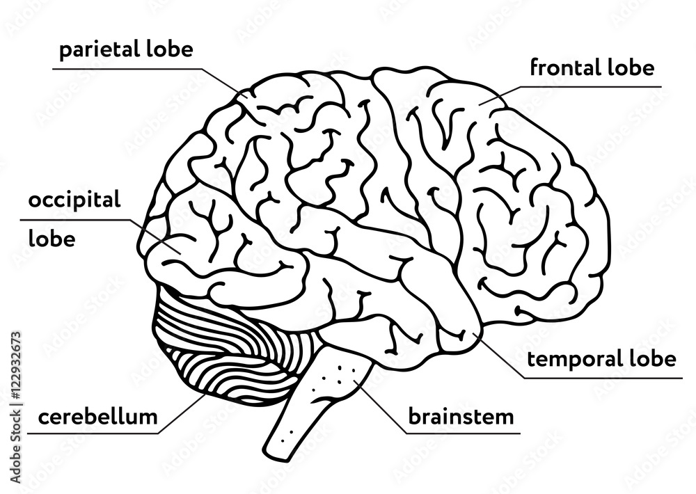 Human Brain Outline