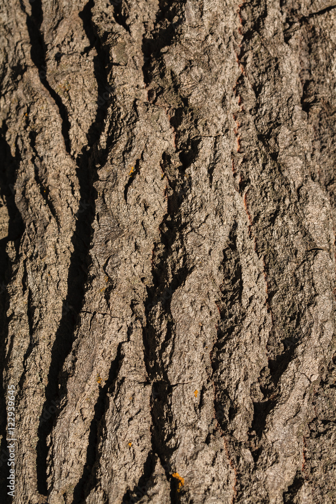 bark texture, tree bark, old bark, tree texture, wood texture, vertical ...