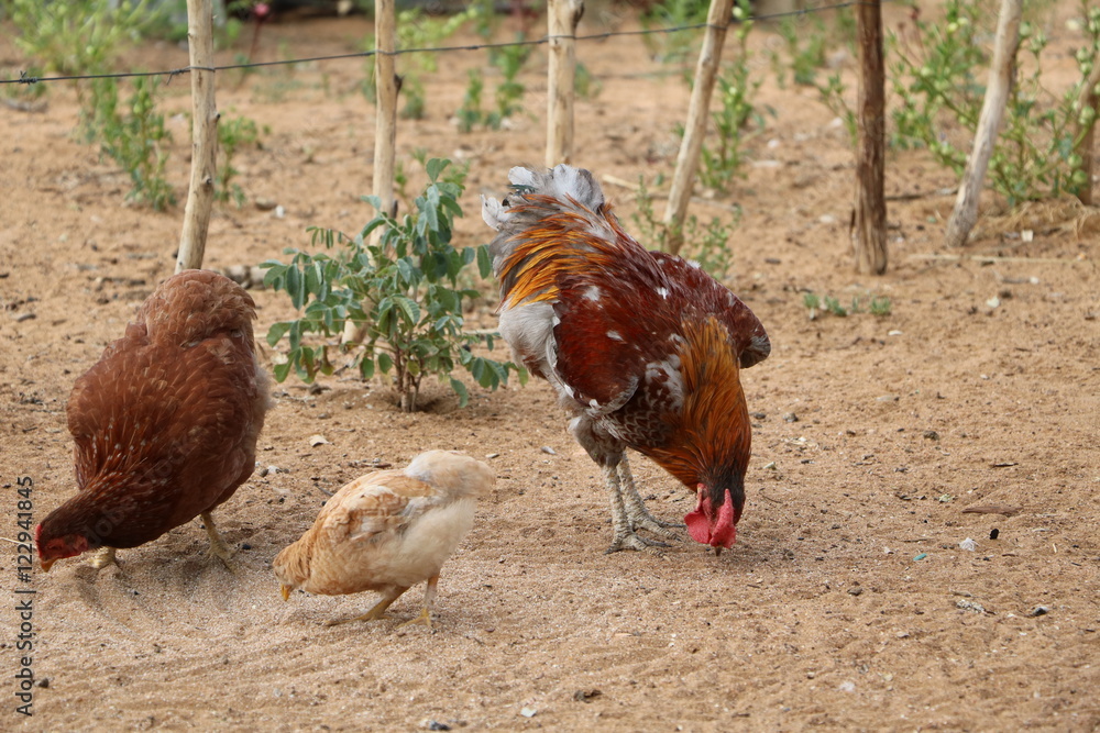 Foto de Free living Chicken at the San in Namibia, Africa do Stock ...