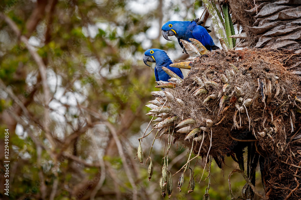 hyacinth macaws on a palm tree in the nature habitat, wild brasil ...