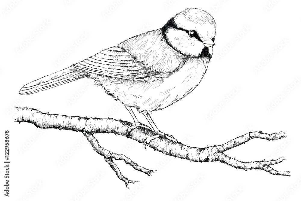 Meise, Blaumeise, Vogel Stock-Illustration | Adobe Stock