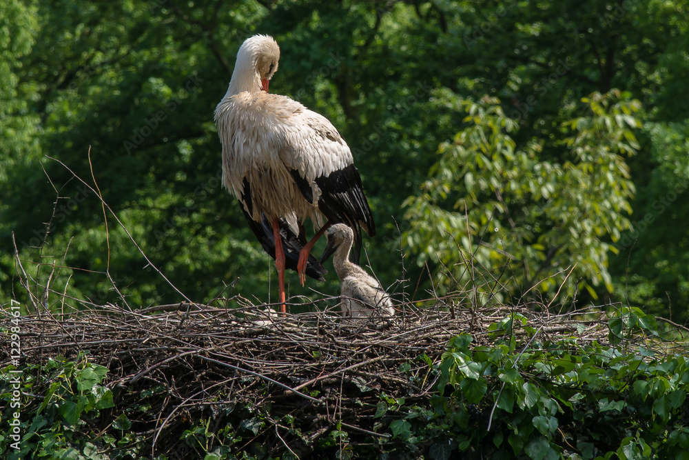 Storch mit Baby im Nest Stock Photo | Adobe Stock
