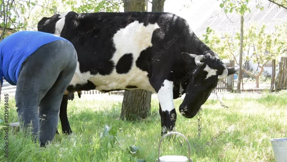 The cow after milking. The milker takes her things and leaves. The cow ...
