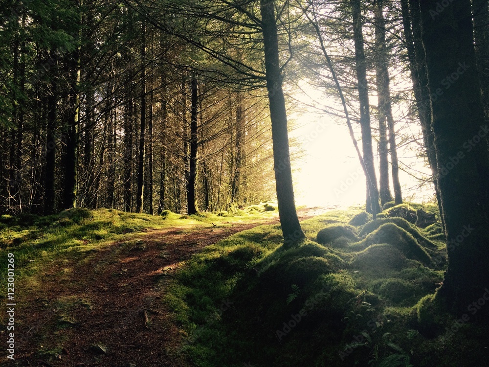 Pathway out of the forest towards the light. Stock Photo | Adobe Stock
