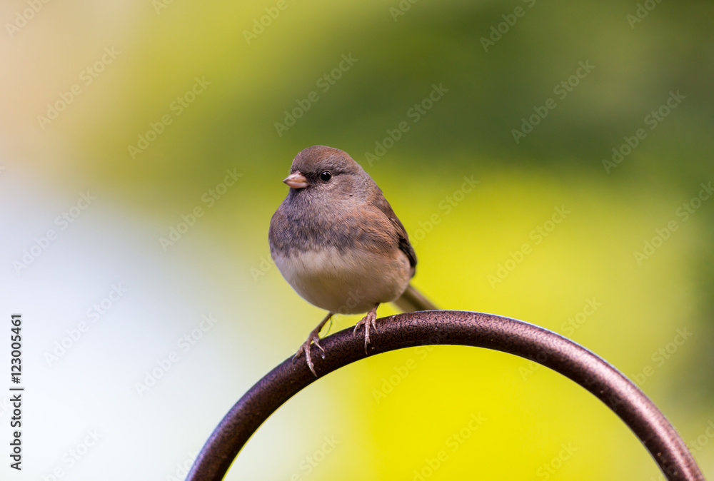 Foto de The dark-eyed junco is a species of the juncos, a genus of ...