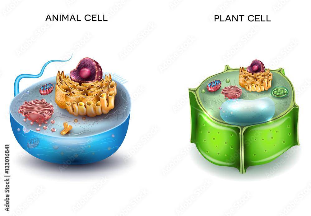 Animal Cell and Plant Cell structure, cross section detailed colorful ...