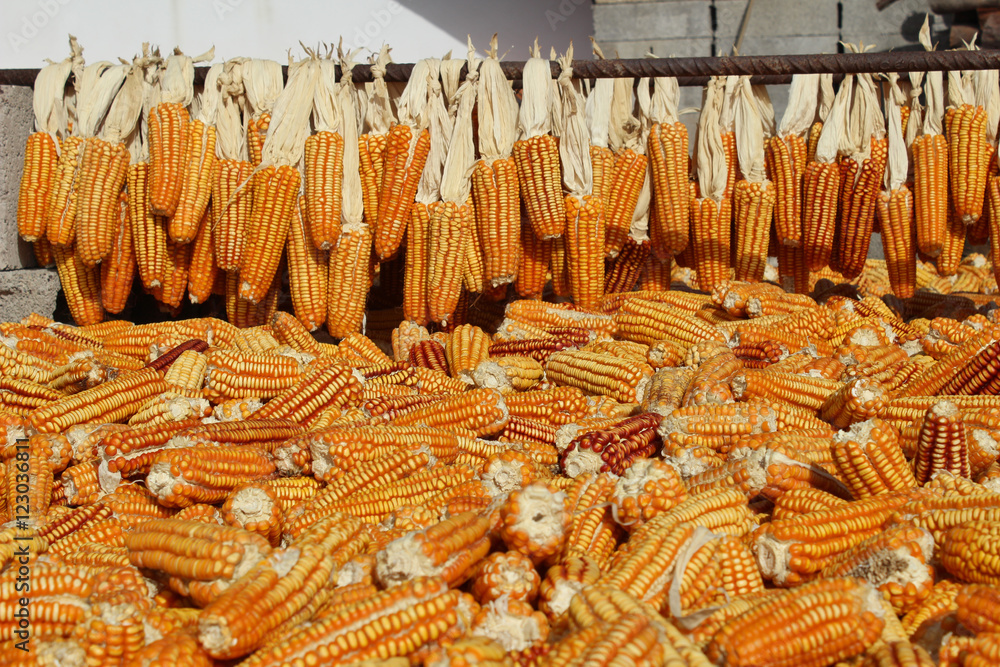 Maíz Canario, Millo foto de Stock | Adobe Stock