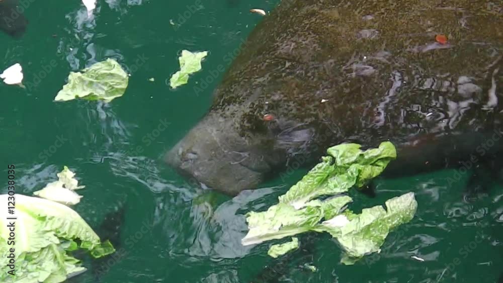 Manatee eating vegetables in Crystal River National Wildlife Refuge ...