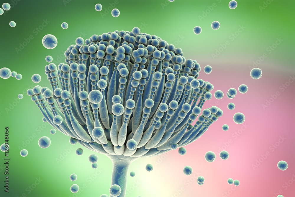 Fungi Aspergillus, Aspergillus fumigatus, Aspergillus niger, black mold ...