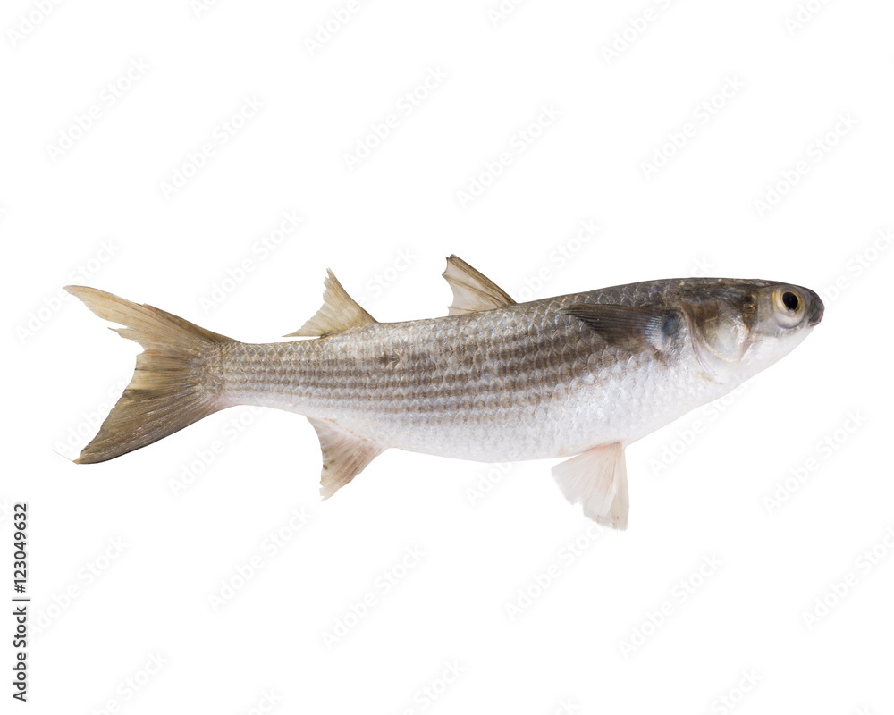 Striped mullet (Mugil cephalus) isolated on white background Stock ...