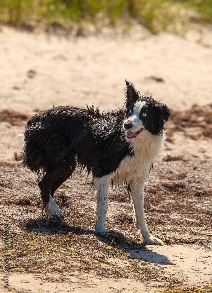 Boder Collie Stock-Foto | Adobe Stock