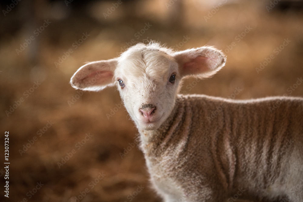 Cute Baby Sheep, Farm Animal Stock Photo | Adobe Stock
