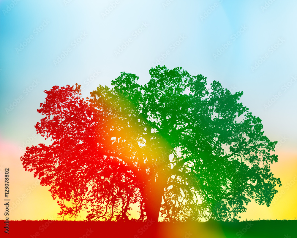 Colorful Oak Tree. A California oak tree with a red to green gradient ...