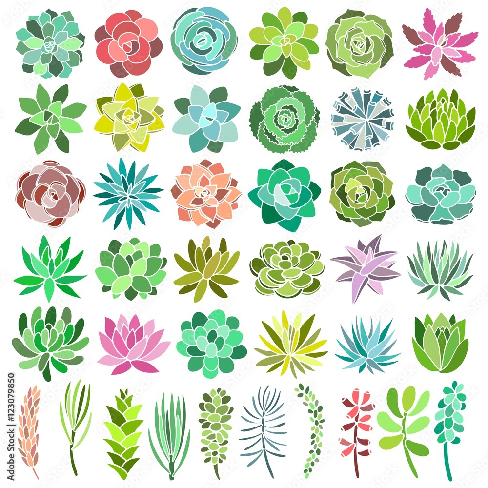 Succulent plant set isolated on white background. Vector Stock Vector ...