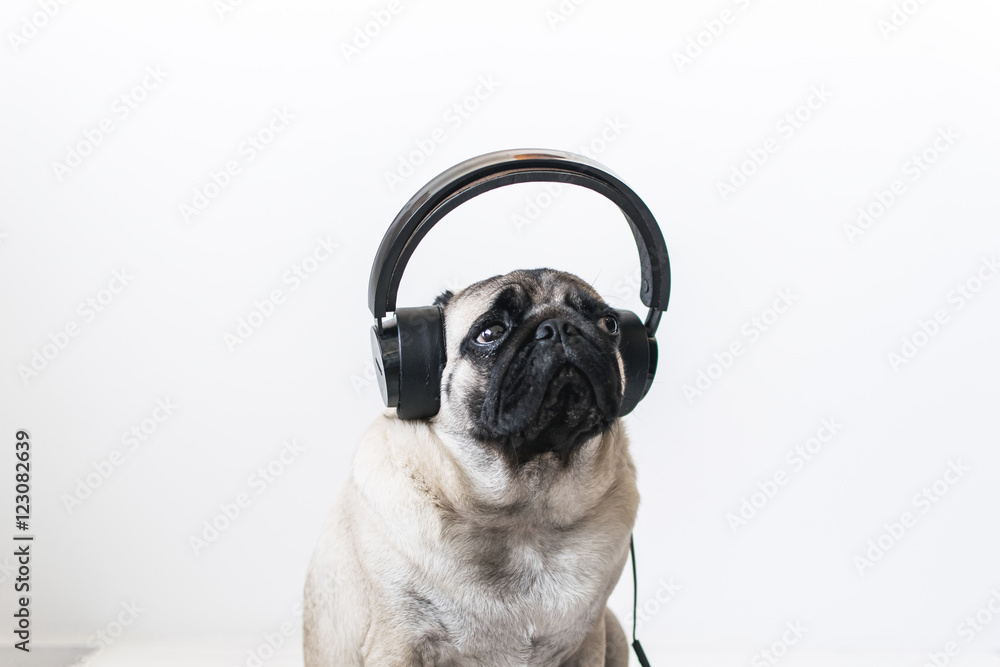 Dog Listening To Ipod