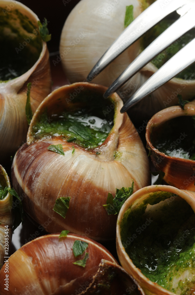 Escargot de Bourgogne Bourguignonne Helix pomatia Эскарго Eskarqo แอ็ส ...