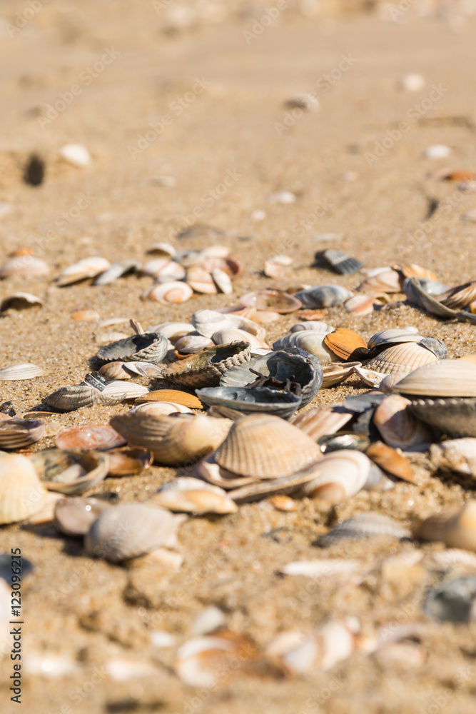 Shells on the beachs, close-up. Sunny hot day on the beach, Natural ...