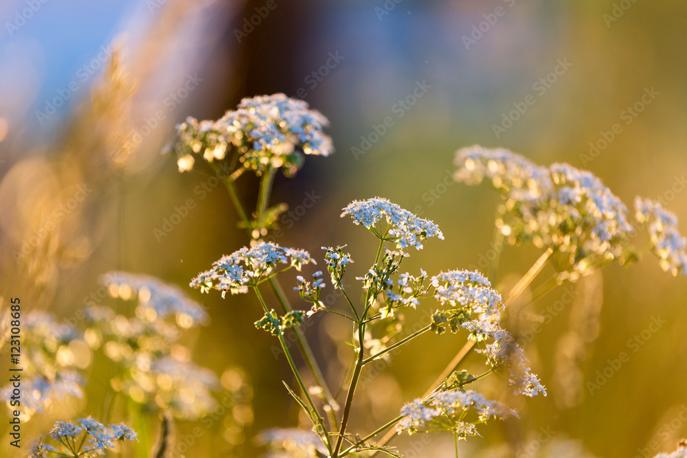 Smooth summer evening sunlight trough plants, grass, oak leaves, weed ...