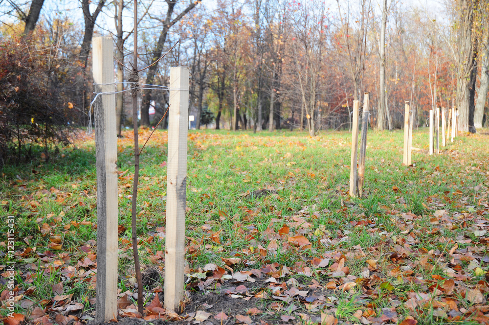 Fall planting of trees and shrubs. Planting a Trees Correctly with Two ...