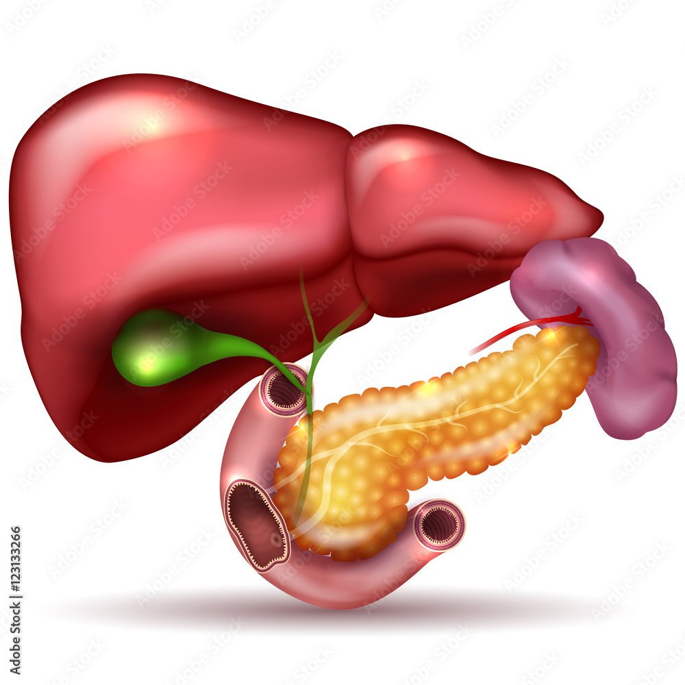 Liver, pancreas, gallbladder and spleen detailed drawing on a white ...